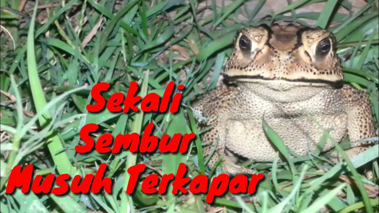 Sang Raja Kodok Kintel Buek - YouTube