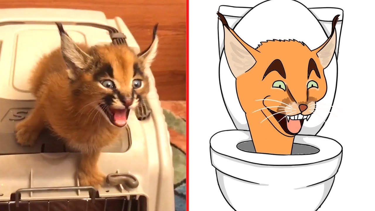 😂Cat Memes: Skibidi Toilet Cat and Funniest Dogs (new+updated)💀😅 ...