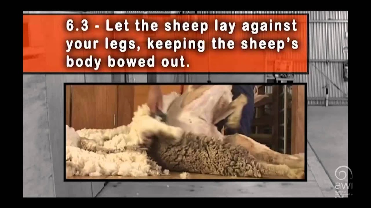 AWI Novice - Shearing Positions - The Last Side - Position and Control ...