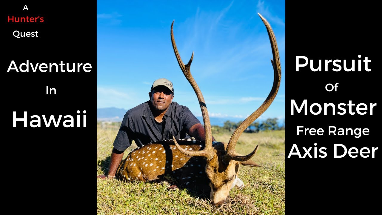 Hunting in Hawaii - The Pursuit of Trophy Axis Deer - YouTube