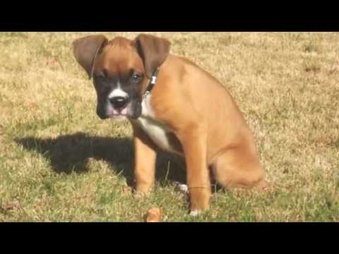 Fame | Joe Fuca net worth and salary income estimation Sep, 2023 ...