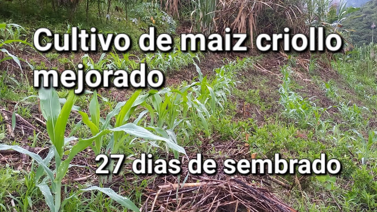 Cultivo de maiz criollo sembrado sin arar. Mejoramiento de semilla ...
