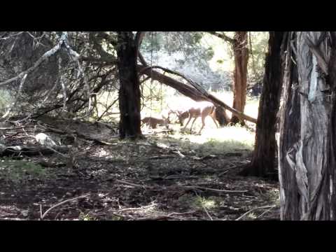 Whitetail Buck Fight Burnet Co 2015 #2