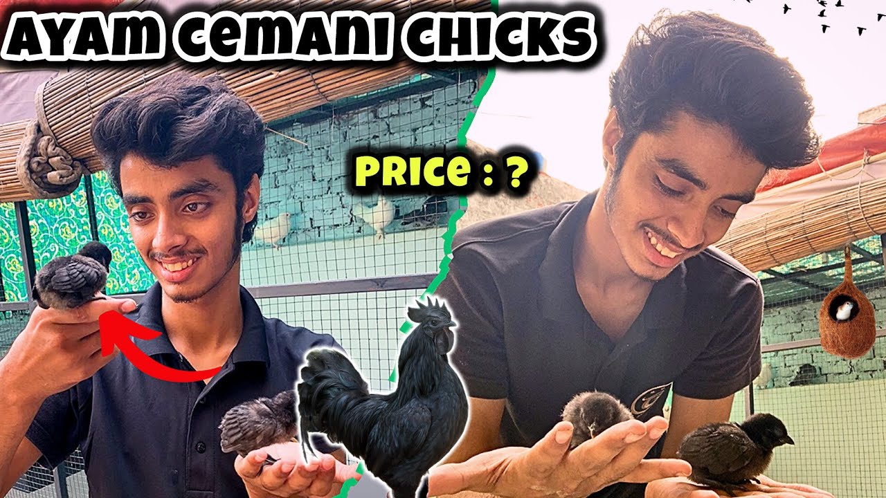 Ayam cemani chicks agye😍🐓|Pigeons nest is ready|Birds nesting material👍 ...