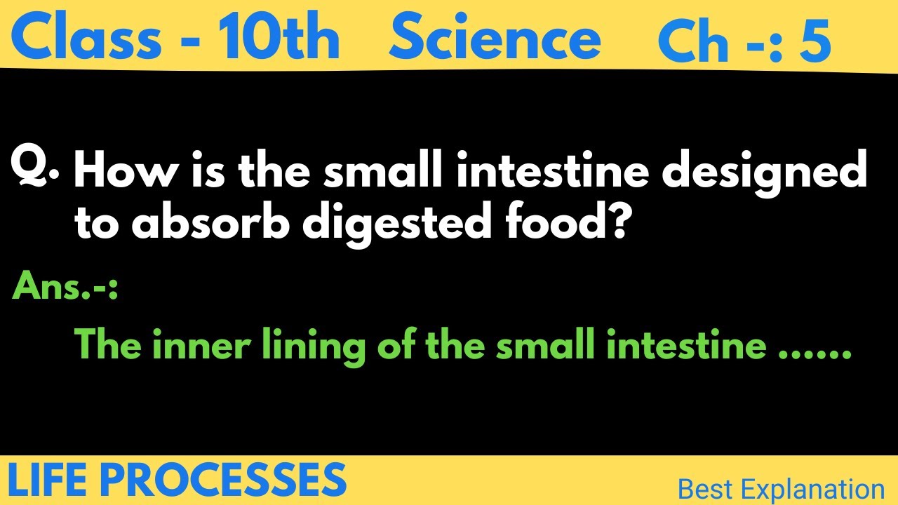 how is the small intestine designed to absorb digested food? ||Class ...