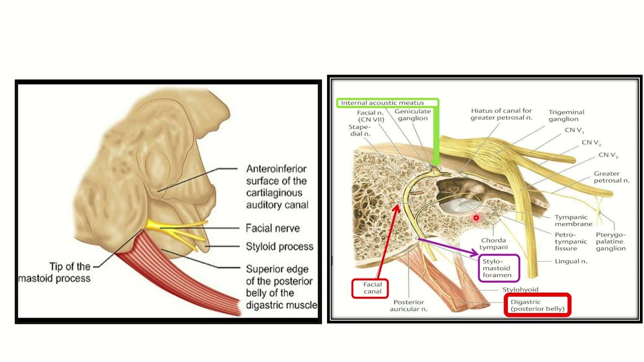 Digastric muscle nerve supply MRCS question solve (CRACK MRCS) - YouTube