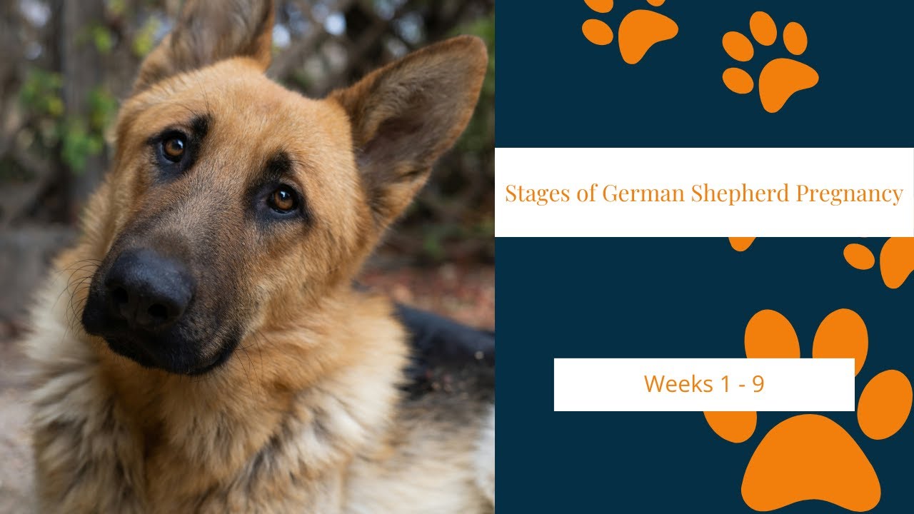 Stages of German Shepherd pregnancy - YouTube