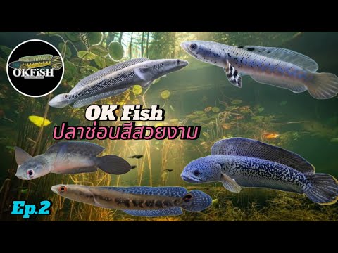 ปลาช่อนสี สวยงาม Channa (OK Fish) 🐟 - YouTube