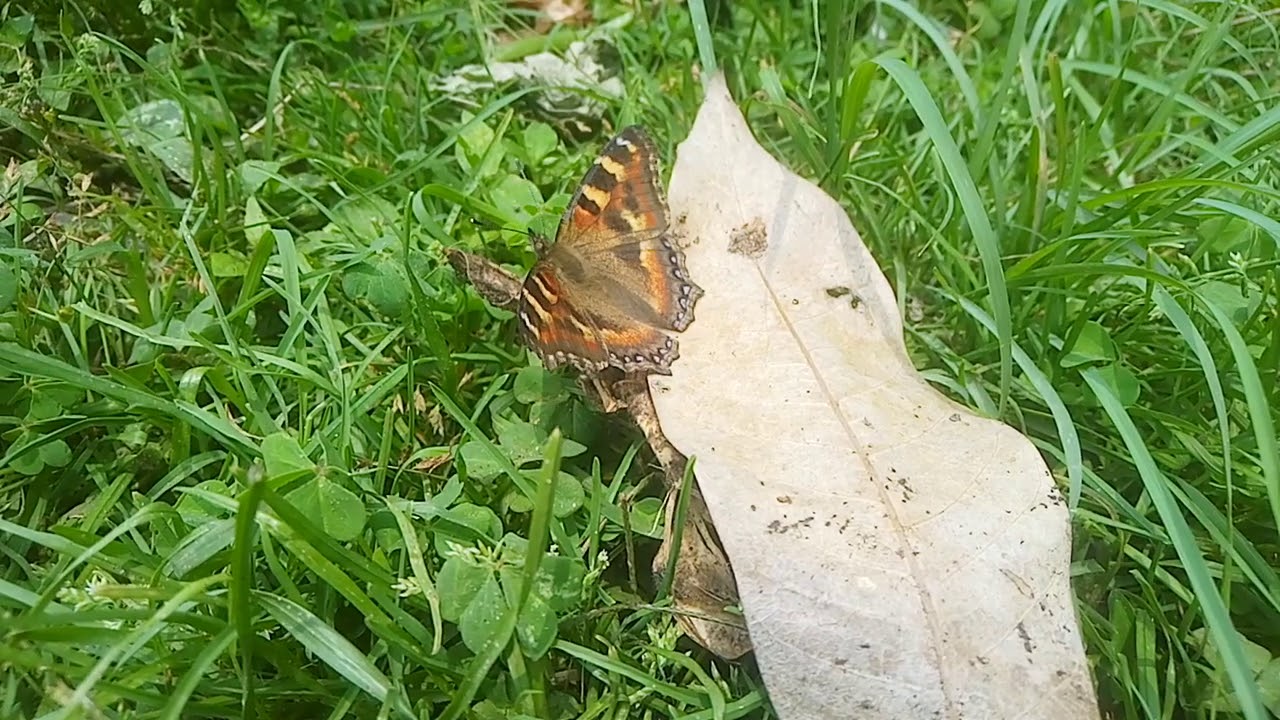 Butterfly of Sikkim Himalayas - YouTube