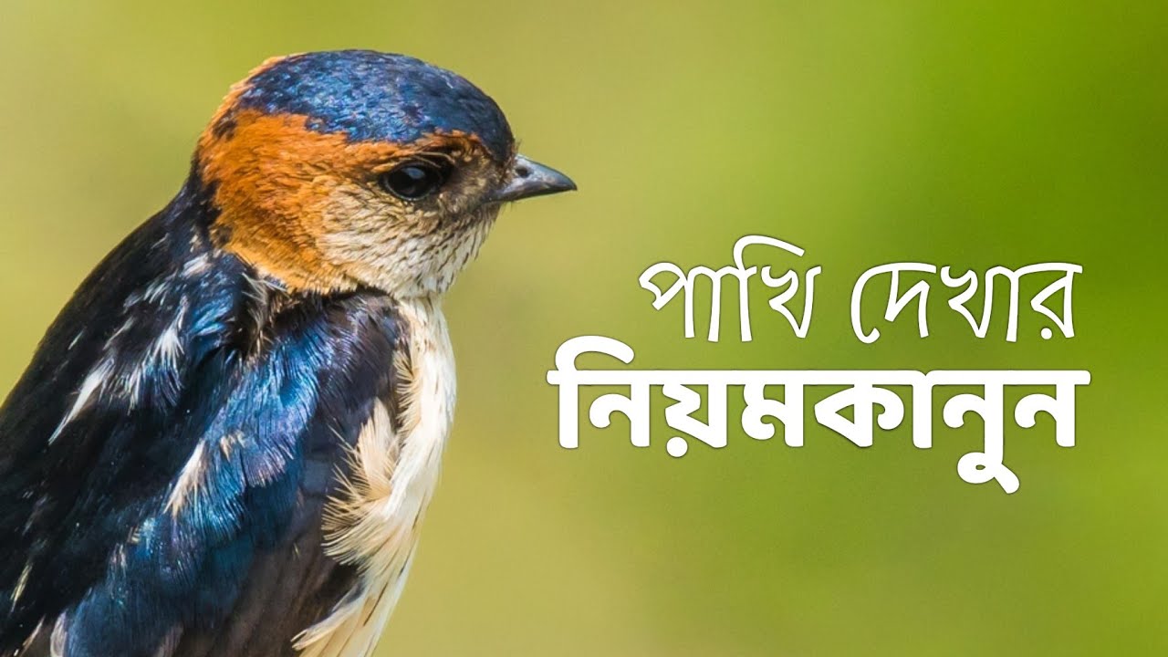 Birdwatching rules | Birding code of conduct | Learn Birdwatching - YouTube