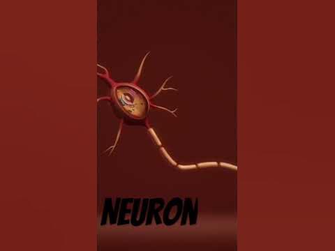 neuron - YouTube