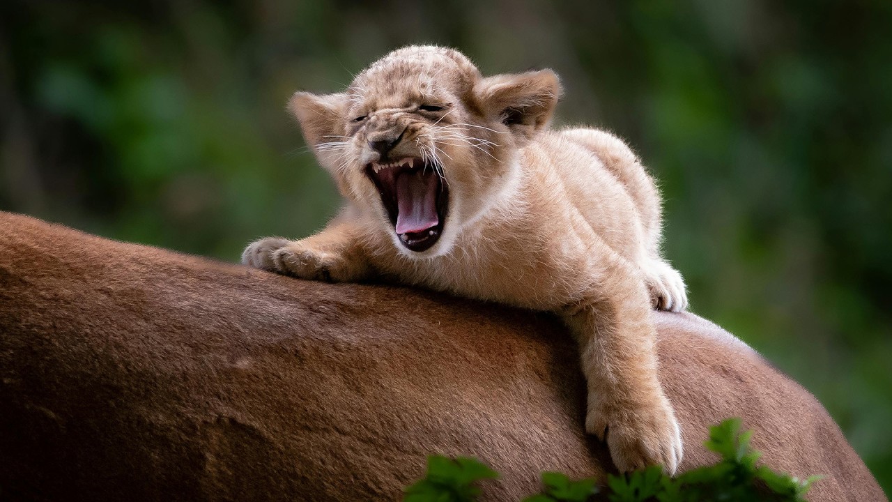 Incredible Miracles: Animal Births from Alpacas to Lions | Our World ...