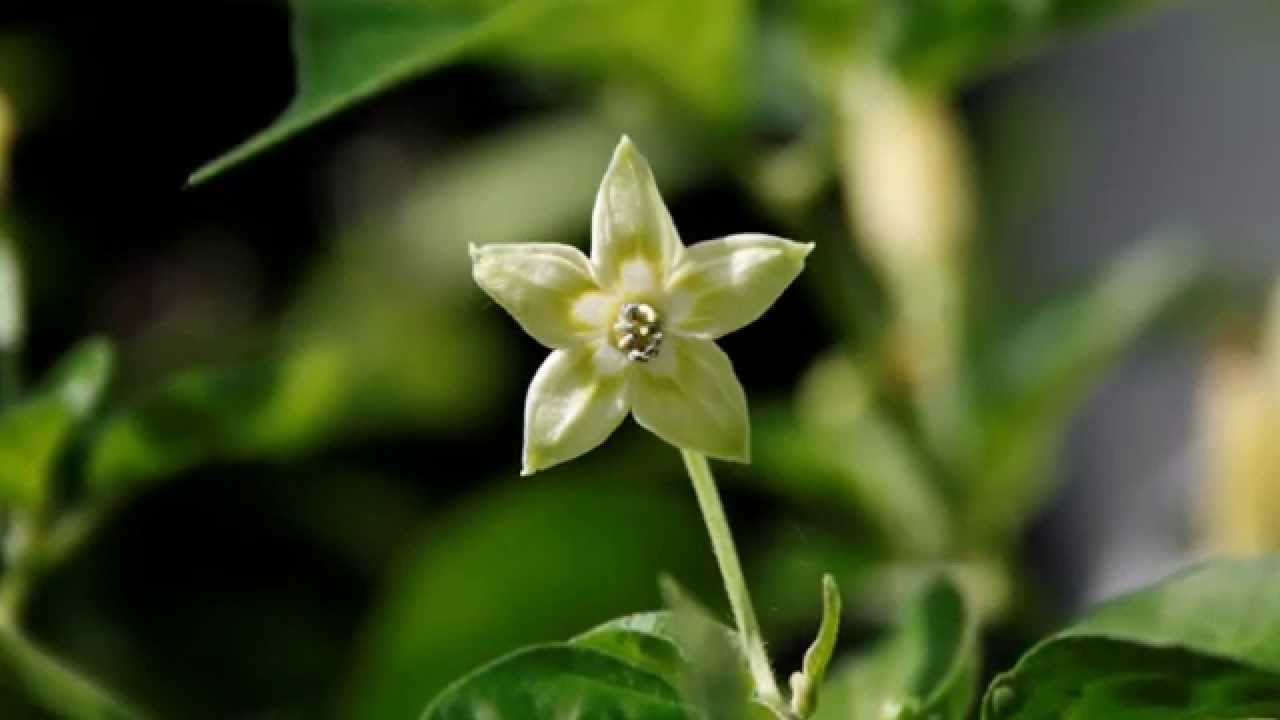 Cabai Burung Putih - YouTube