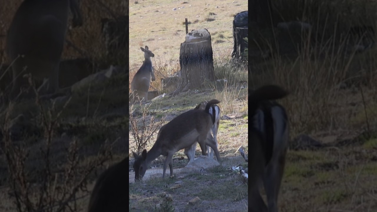 Two deers and one kangaroo #wildanimals #nature #deer #kangaroo - YouTube
