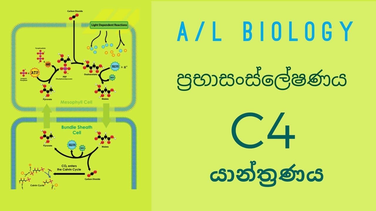 A/L BIOLOGY - ප්‍රභාසංස්ලේෂණය | C4 යාන්ත්‍රණය - YouTube
