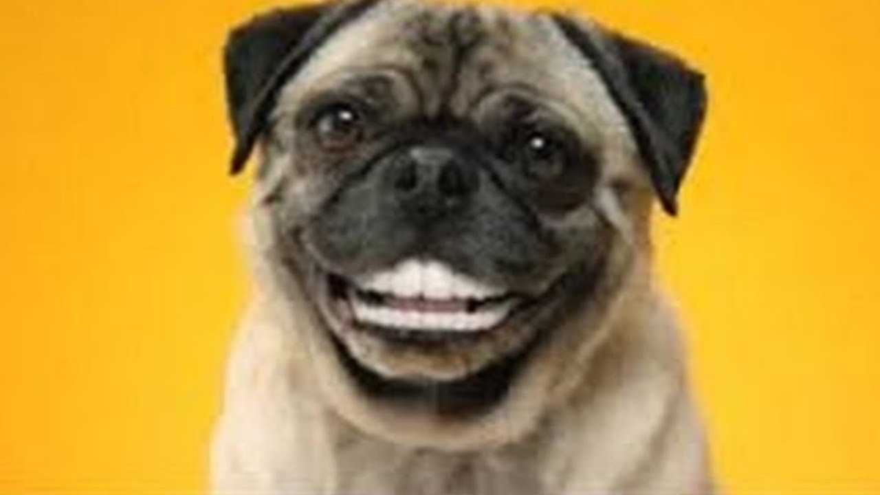 Try Not To Laugh - Pug Compilation 😂😂😂 - YouTube