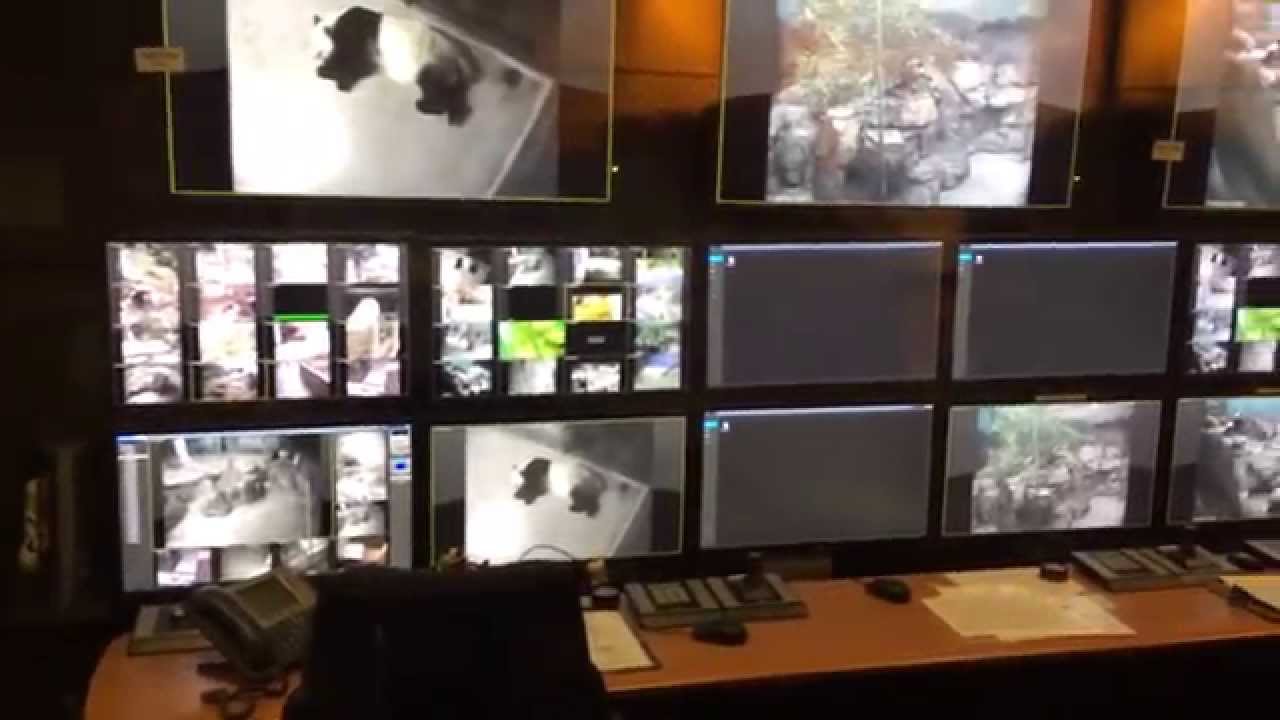 Panda cam HOW they stream live footage to Panda Apps - YouTube