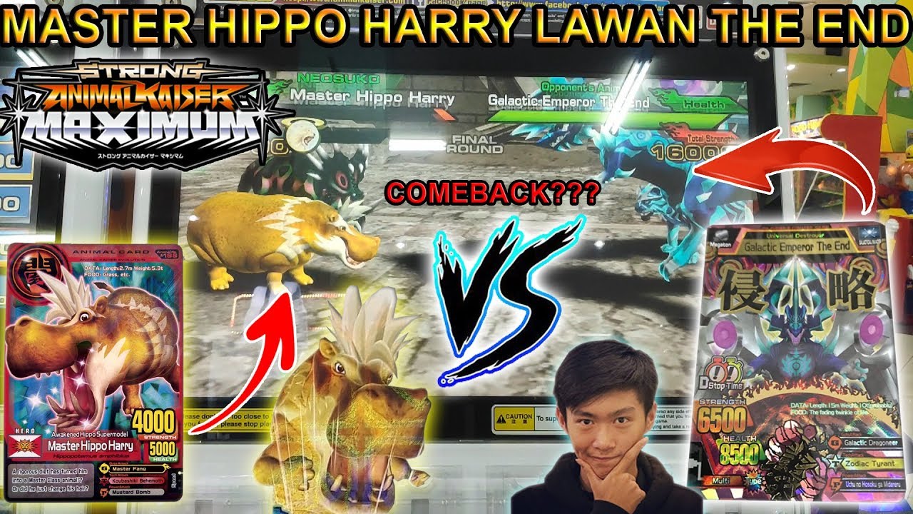 MASTER HIPPO HARRY LAWAN THE END !!! - STRONG ANIMAL KAISER INDONESIA ...