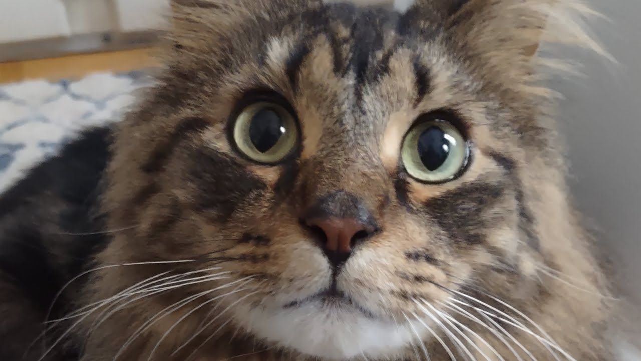 My Cat Is So CUTE! #cute #cat #adorable - YouTube