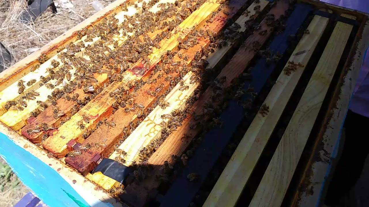 Hive update: brood look after the flood - YouTube