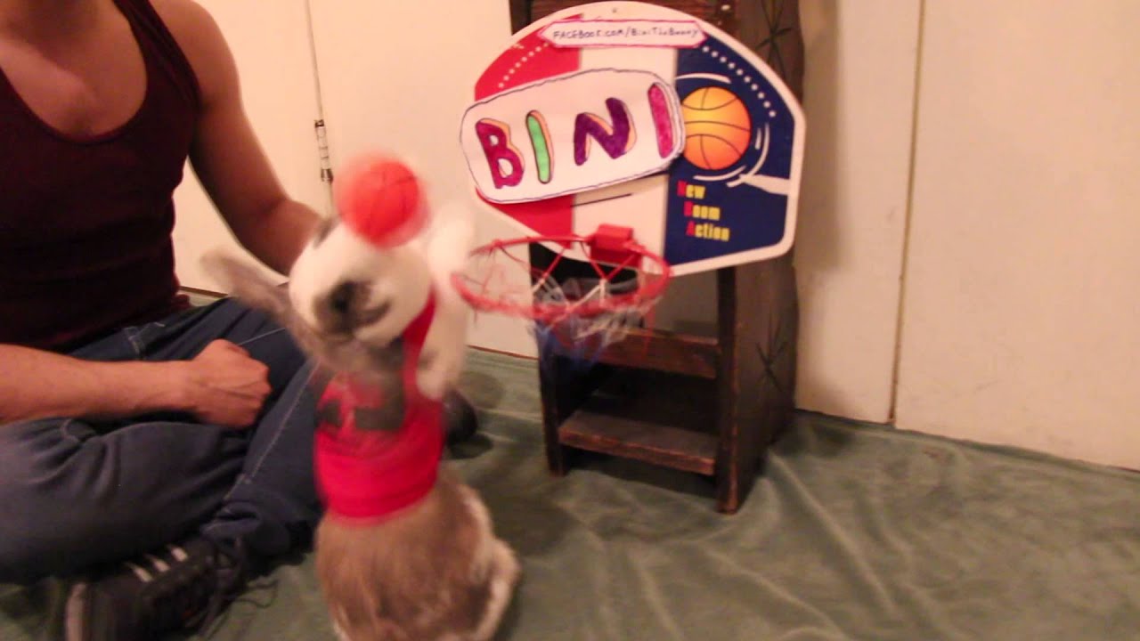 Funny bunny plays basketball -Bini the bunny - YouTube
