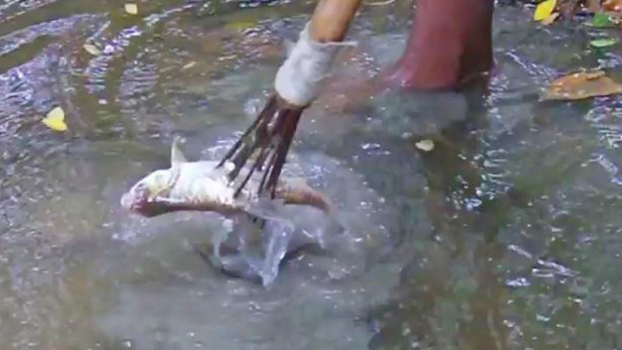 asian traditional fishing | fishing poles | traditional fishing method ...