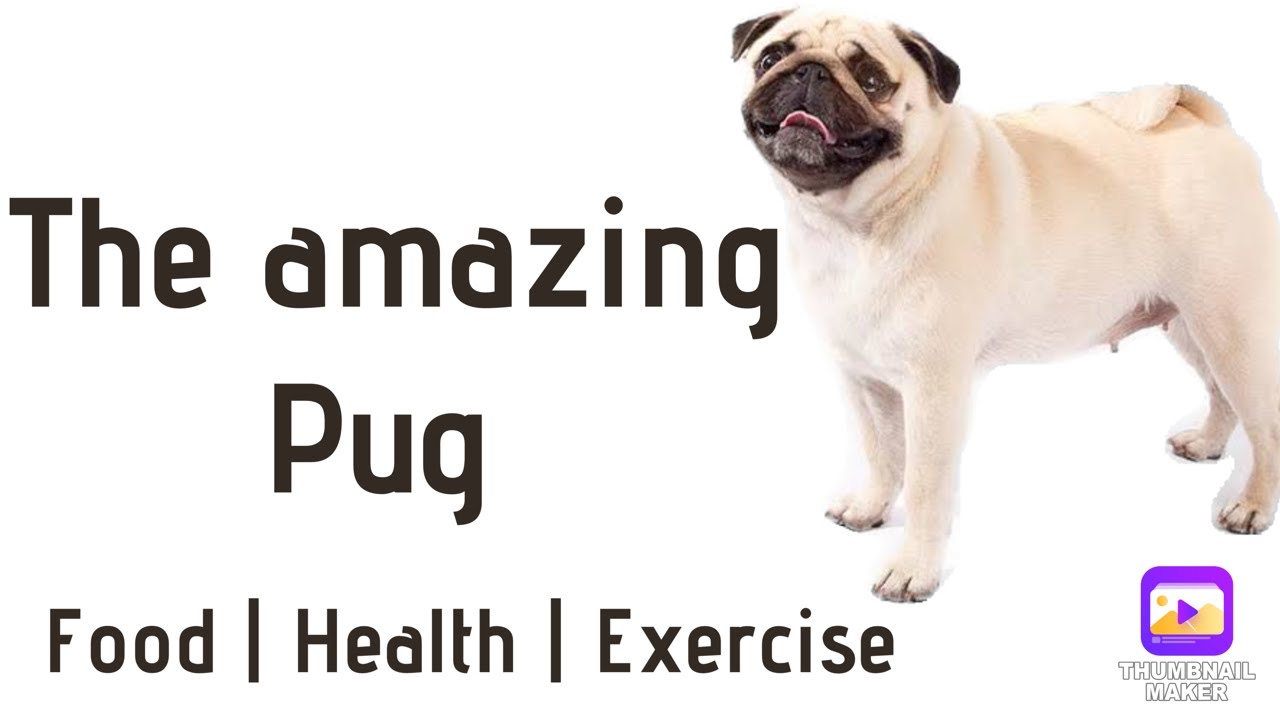 The Amazing Pug| Breed Introduction | #pug #wagger #puglovers - YouTube