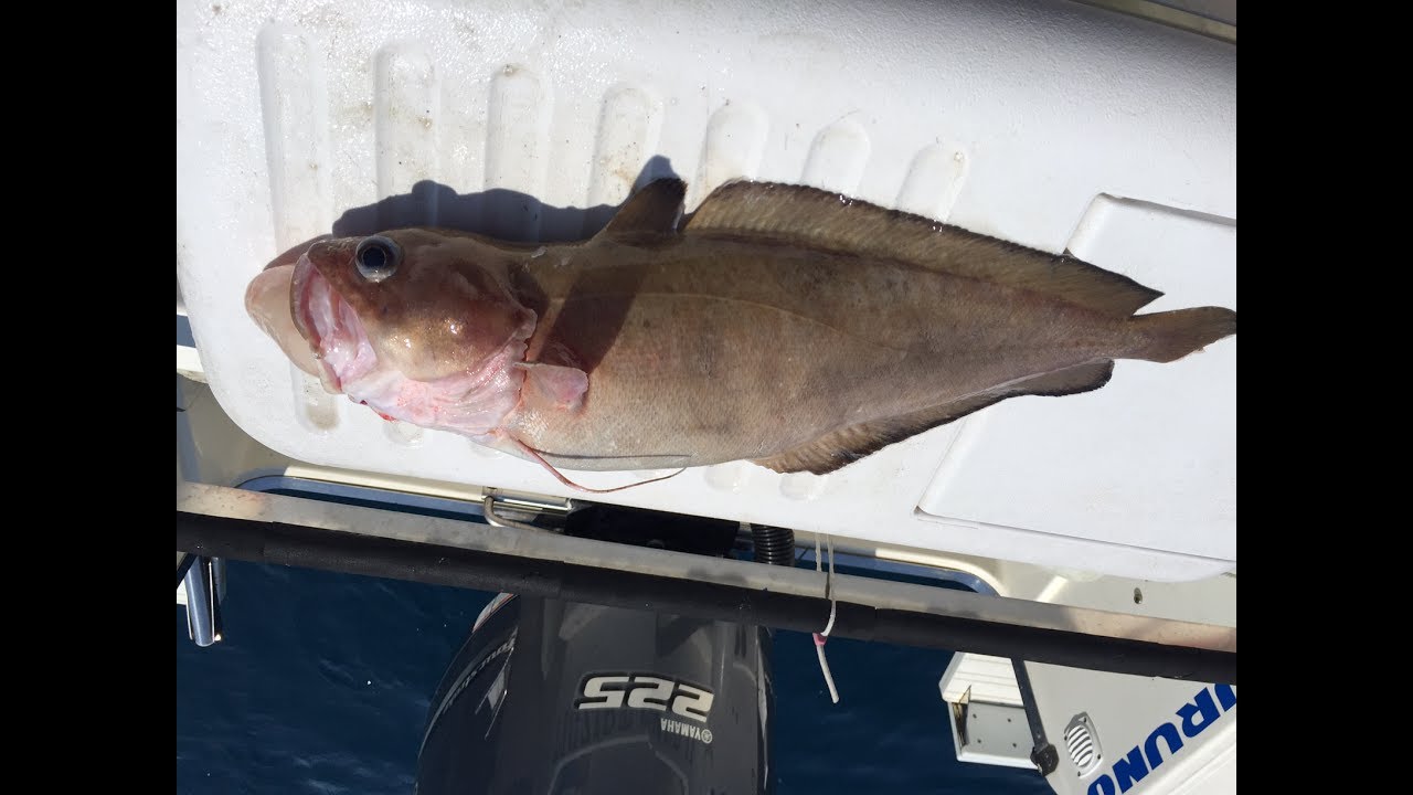 Pêche à la mostelle en dérive - YouTube