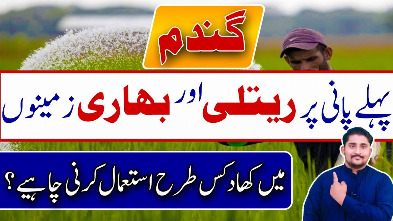 Fertilizer application in wheat | Wheat Fertilizer management || Apna ...