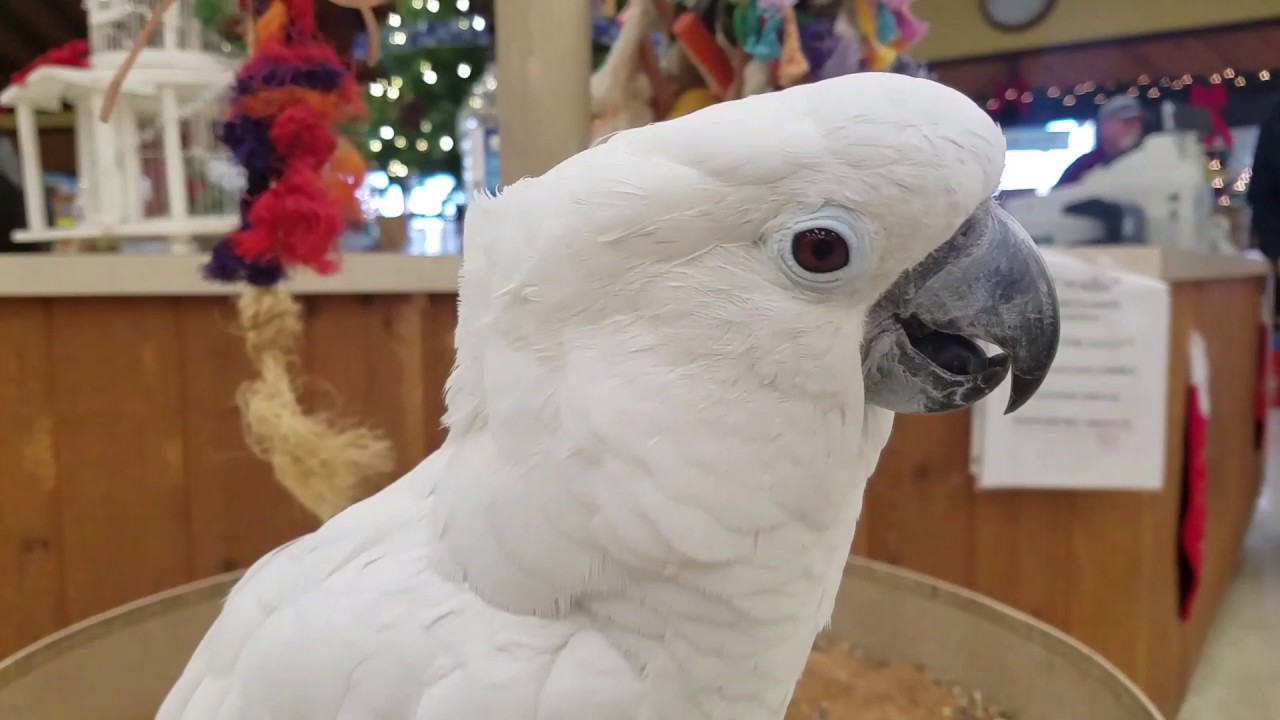 Cockatoo goes by "pretty bird" @ Magnolia Bird Farm . Riverside, CA ...