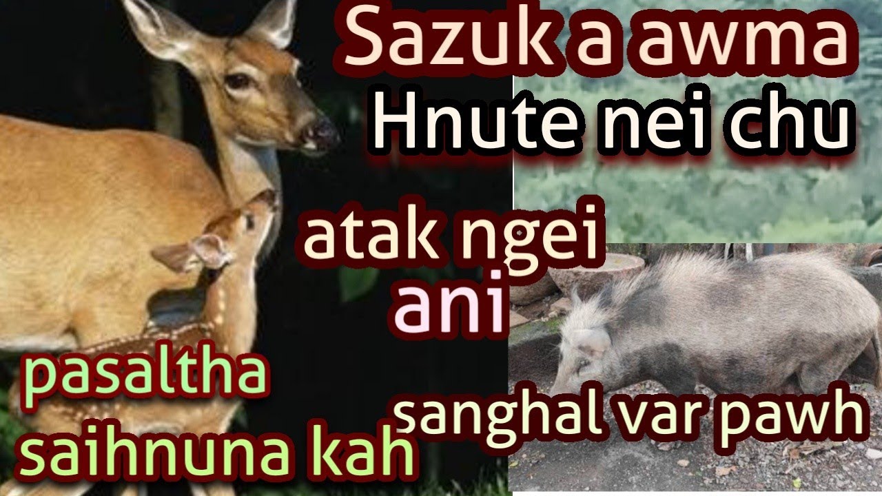 Sazuk mak a awm ah Hnute a nei Sanghal var mak atak Ngei ani pu ...
