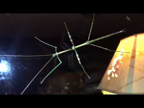 How Many Kinds Of Walking Stick Insects In Wisconsin