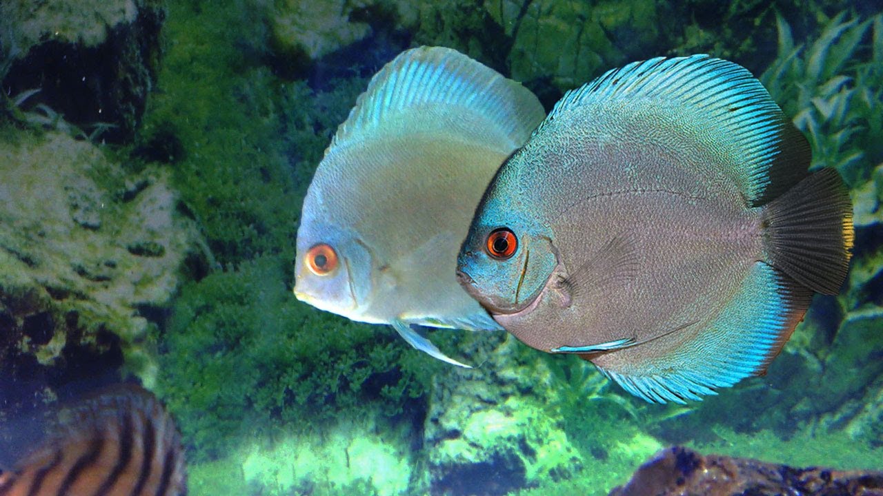 Got Blue Diamond Discus Fish Pair in Exchange - YouTube