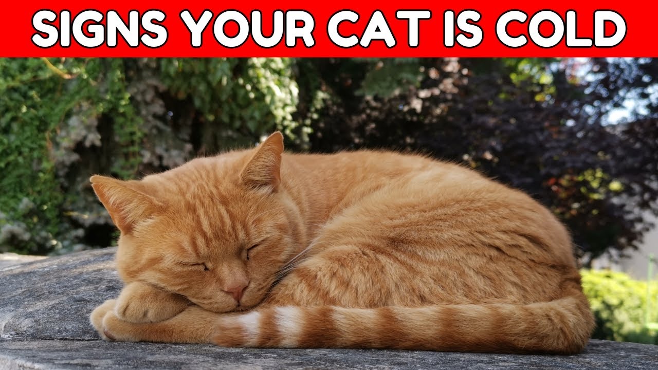 10 SHOCKING Signs Your Cat Is Cold! - YouTube
