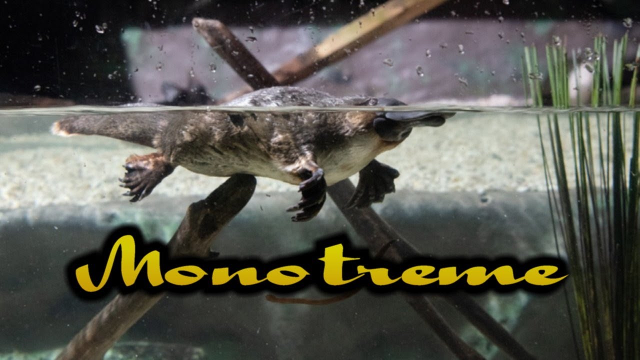 Monotreme - YouTube