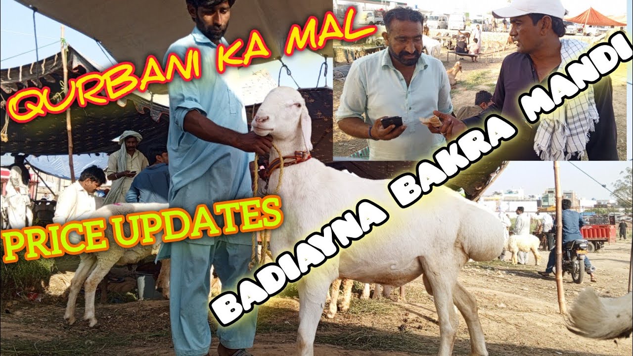 SASTA YAH MAHANGA ? |Chakki Dumba|rajanpuri Bakre|Qurbani 2024| Bakra ...