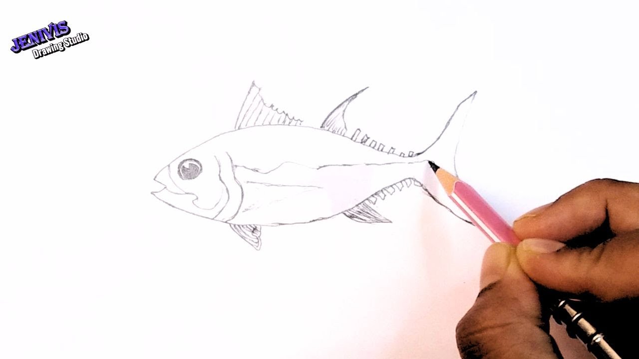 Tuna Fish Drawing Unveiled: Easy Realistic Fishes Drawing Series Part ...