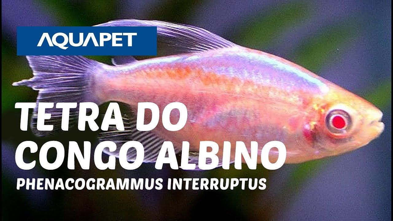 TETRA CONGO ALBINO (PHENACOGRAMMUS INTERRUPTUS) - YouTube