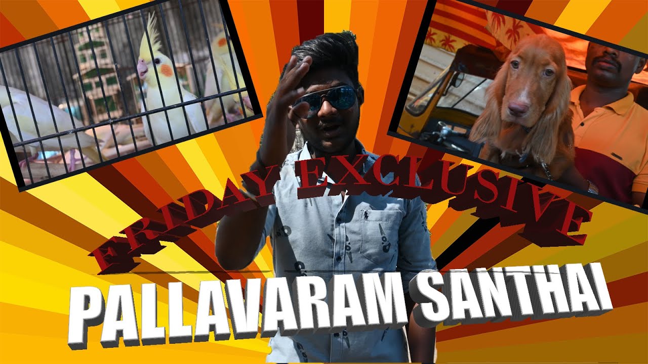 PALLAVARAM SANTHAI vera level experience🔥🤩🤩🤩🔥🔥💖/TENTUKOTTAI / #1million ...