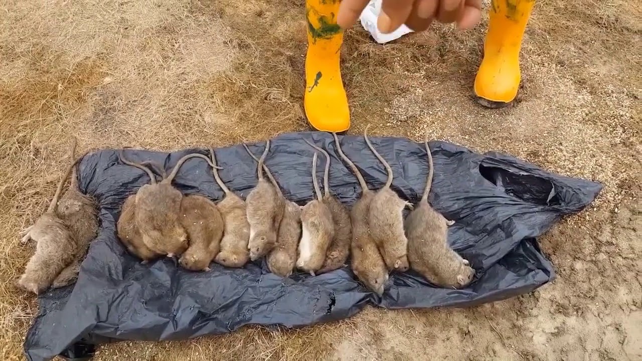 En USA también se come rata de monte. -La historia continuará.... - YouTube