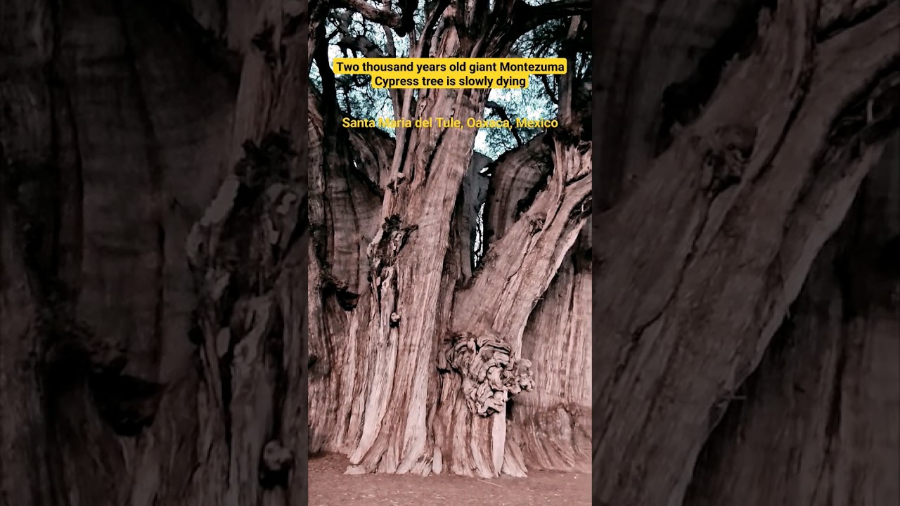 Two Thousand Years Old Giant Tree Is Slowly Dying - YouTube