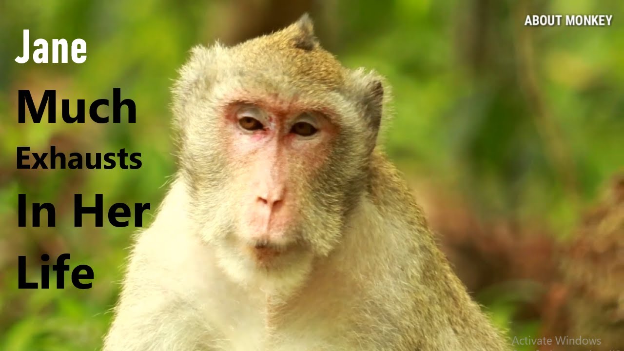 Monkey Jane Much Exhausts In Her Life Then Other Monkeys COS JANNA ...