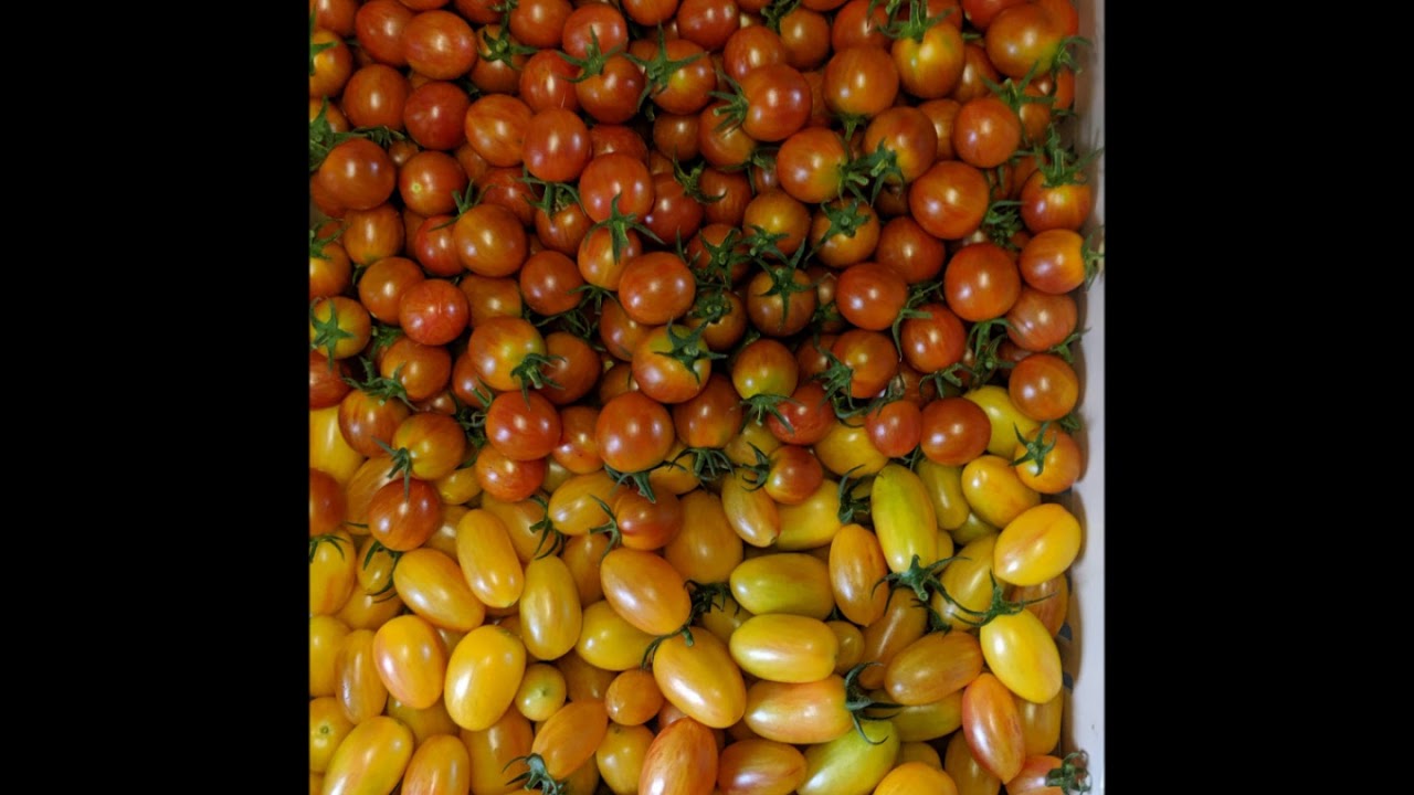 Bay Branch Farm Season 2019 - YouTube