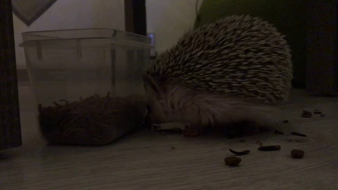 Cute hedgehog eat worms - YouTube