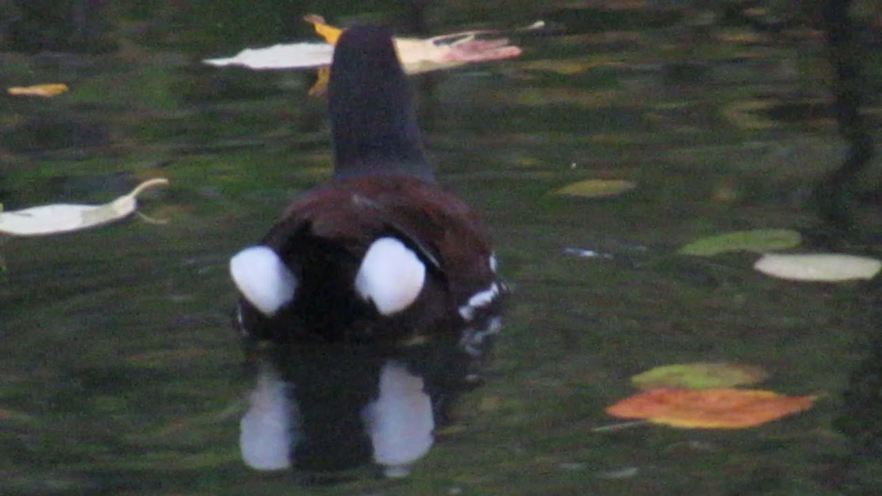 Pui de rata/Duck chick- 04.11.2021 - YouTube