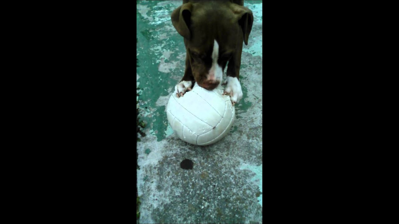 Samoan dogs - YouTube