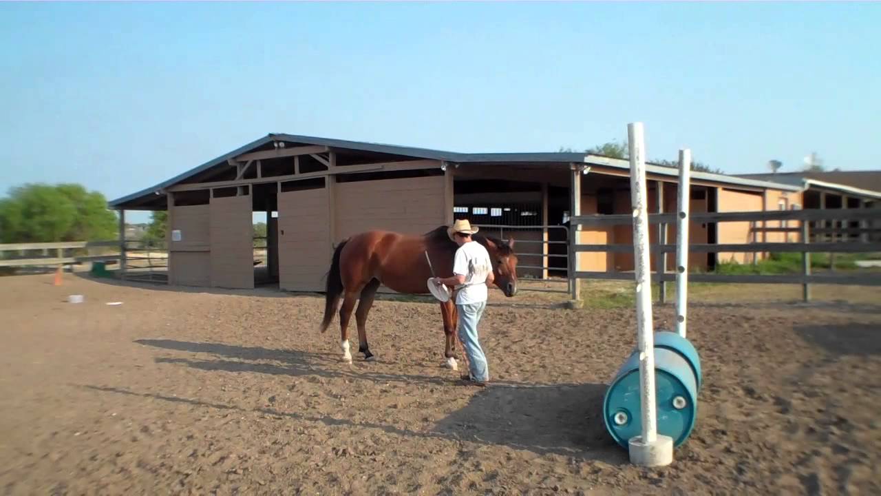 Horse Plays Frisbee II - YouTube