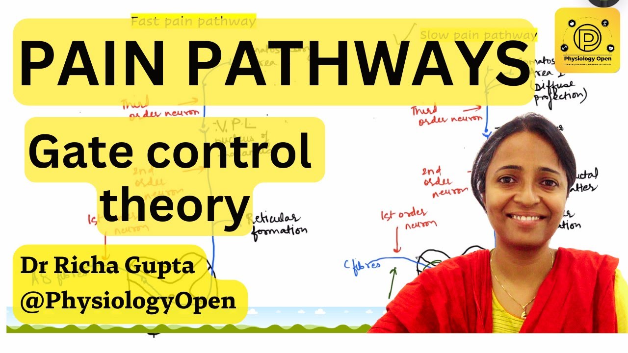 Pain physiology mbbs 1st year, pain pathways, endogenous pain relief ...