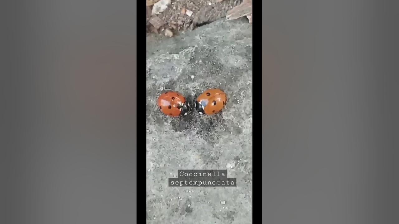 Seven-spotted ladybug is a natural predator #coleoptera #predator # ...