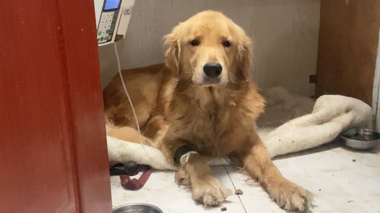 my dog was infected with canine distemper, his condition worsened,I had ...